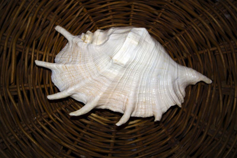 Huge White Sea Shell with a Pearl Tone Stock Photo - Image of beauty ...