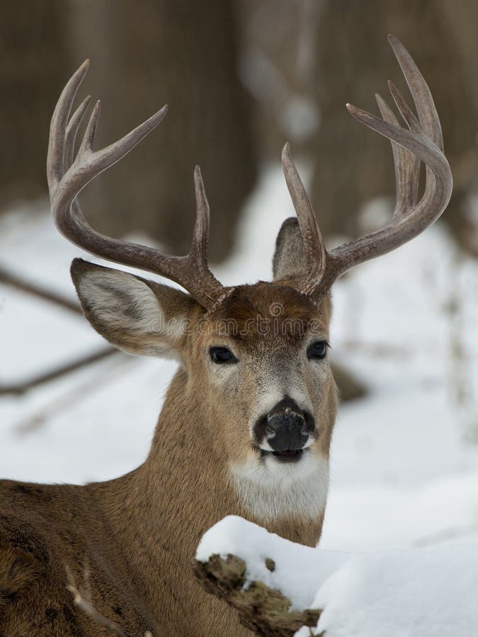 Beautiful Fall Landscape Photograph with Whitetail Buck Stock Image ...