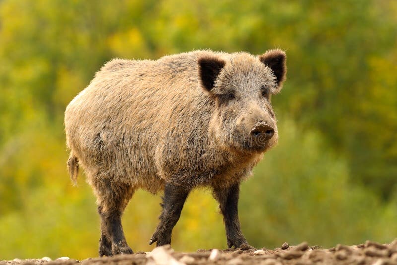 Big Wild Boar Looking At Camera Stock Photo - Image of nature, camera ...