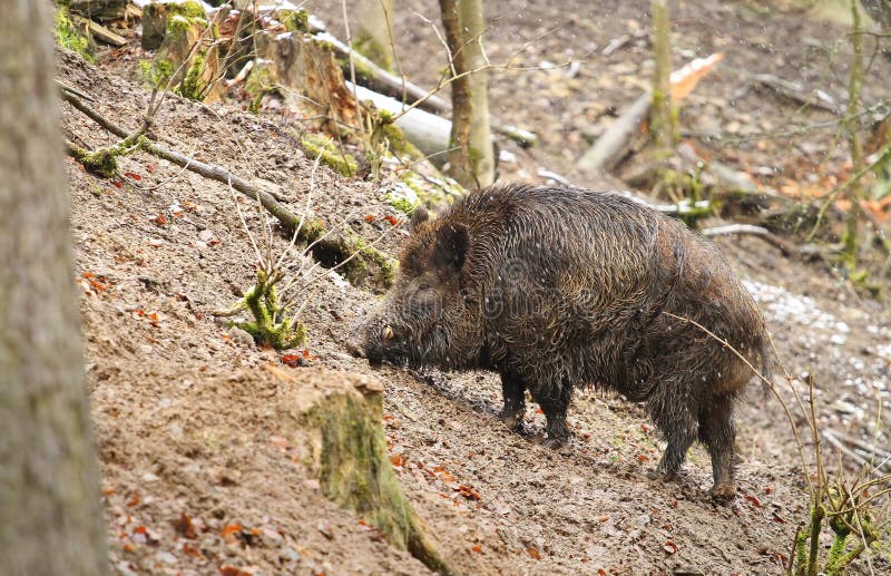 Fat wild boar stock photo. Image of boar, swine, scrofa - 44232104