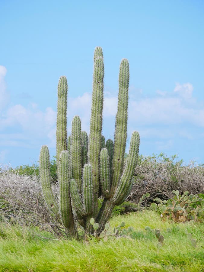 Cactus Aruba stock photo. Image of aruba, landscape, plants - 82890026