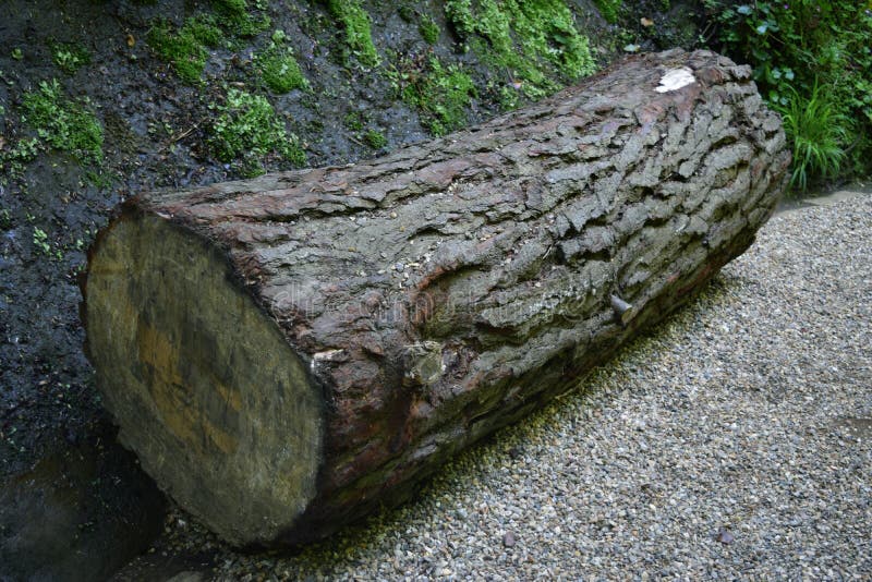 Huge Old Oak With A Wooden Sculpture In It Stock Photo - Image of white ...