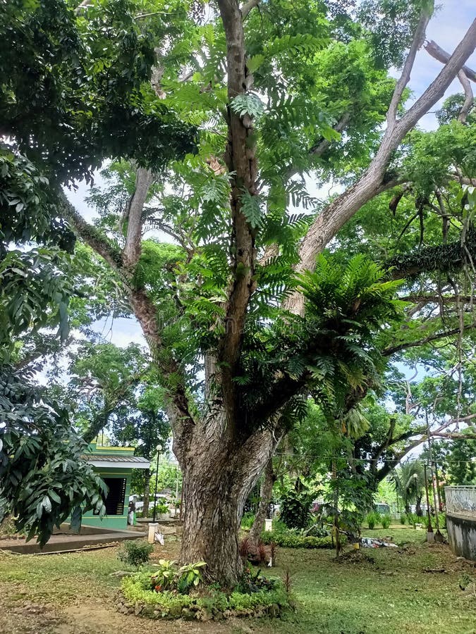 Huge 50 Year Old Acacia Tree Stock Photos - Free & Royalty-Free Stock ...