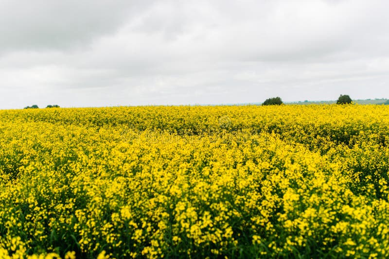 A Huge Yellow Field. Agriculture Stock Photo - Image of agriculture ...