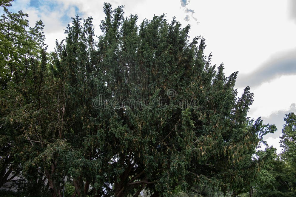 Huge Yew Tree As a Green Conifer Stock Image - Image of blue, tree ...