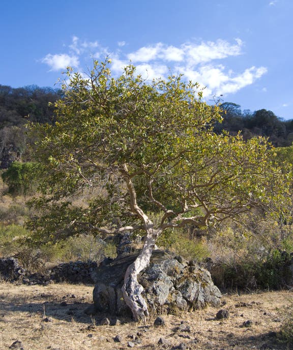 Hugging a boulder stock photo. Image of branch, landscape - 4708346