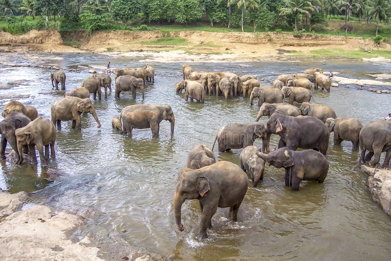 Hugging Elephants in the River Stock Photo - Image of tusk, pinnawala ...