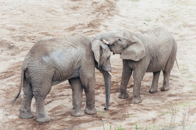 Hugging elephants stock image. Image of wild, herbivorous - 84269697