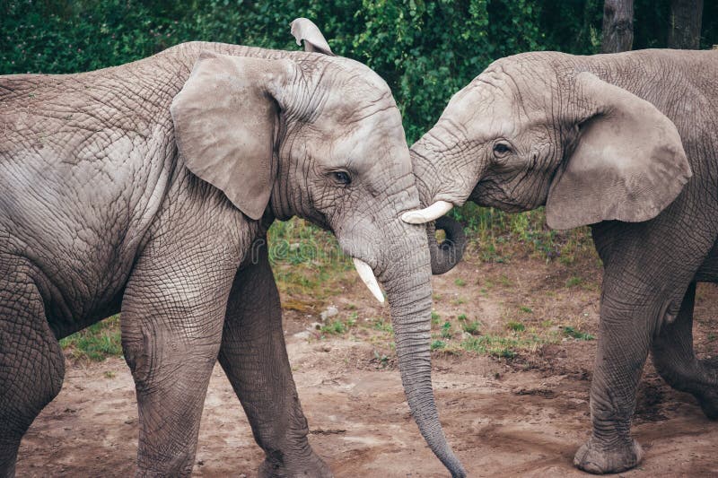Hugging elephants stock photo. Image of cuddle, fight - 84270578