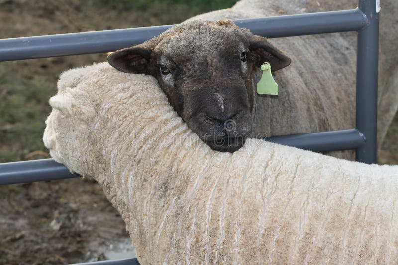 147 Hugging Sheep Stock Photos - Free & Royalty-Free Stock Photos from ...