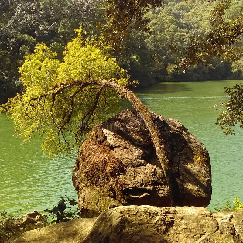 Hugging Tree stock image. Image of hugging, tree, beautiful - 84555325