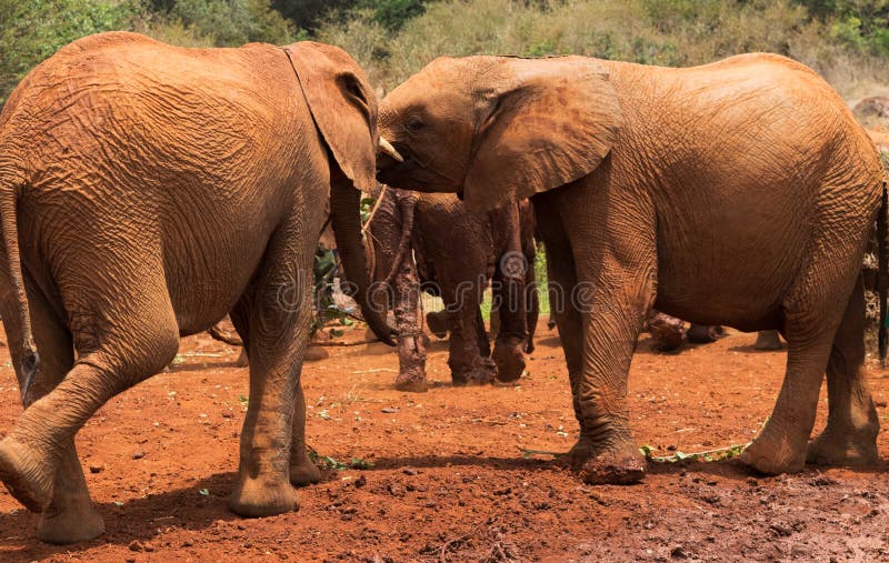 Hugging stock image. Image of baby, young, wild, safari - 52794743
