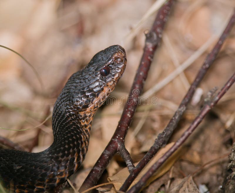 Huggorm fotografering för bildbyråer. Bild av reptil - 15485351
