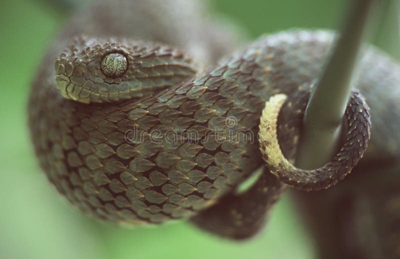 Huggorm arkivfoto. Bild av reptilar, glidande, djurliv, stirra - 75050