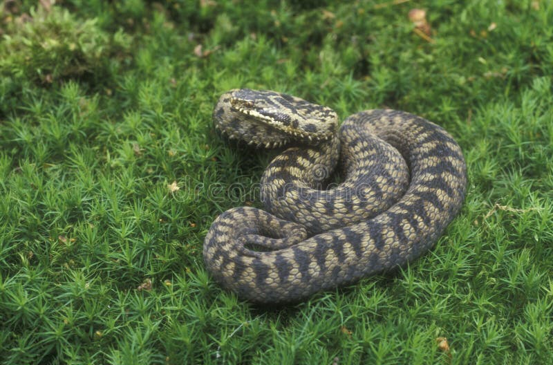 Huggorm Viperaberus arkivfoto. Bild av briten, reptil - 35965182