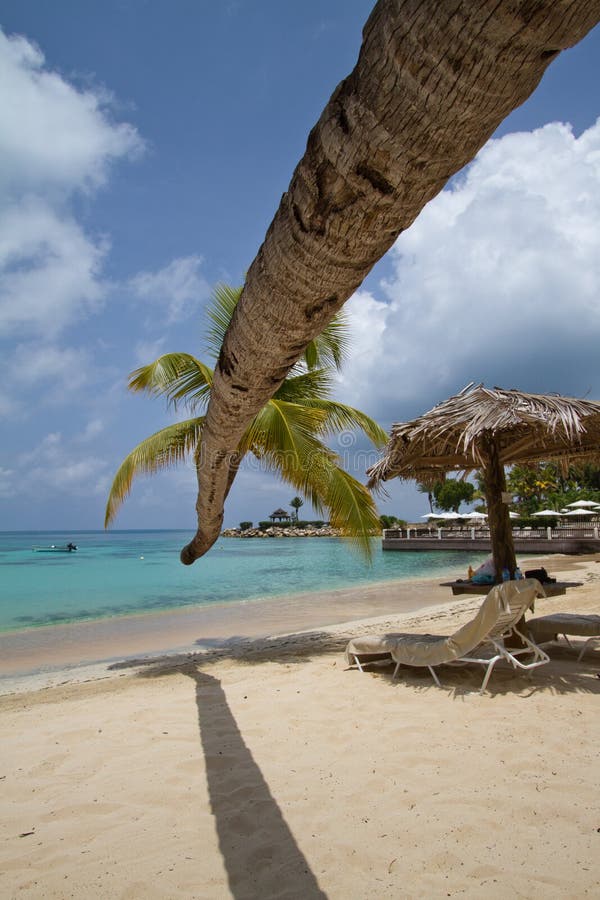 Hugo Tree, Antigua stock photo. Image of sand, beach - 88197704