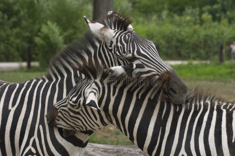 Zebra Hugs Stock Photos - Free & Royalty-Free Stock Photos from Dreamstime