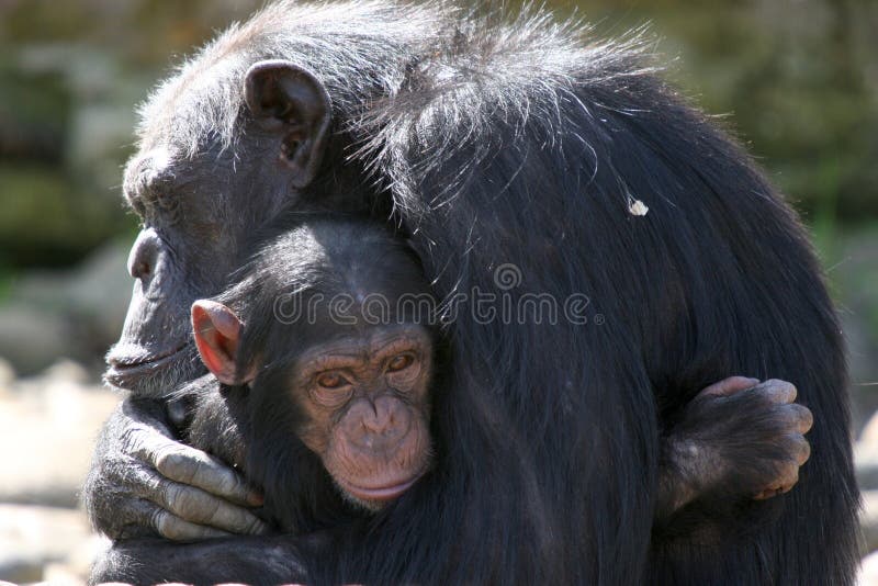Chimps cuddling stock image. Image of love, mammal, hand - 16831163