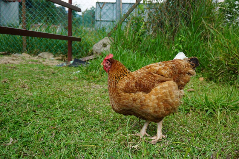 Orpington, Eine Brut Des Huhns Stockbild - Bild von tier, portrait ...