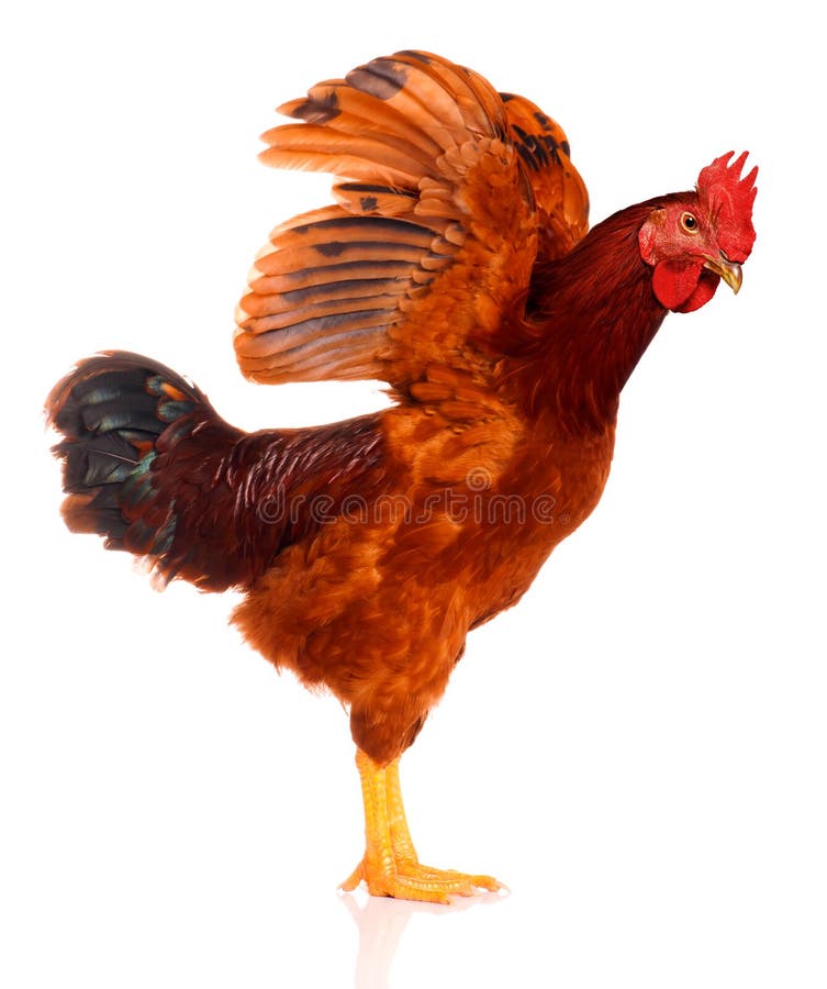 Huhn stockbild. Bild von vogel, horizontal, henne, schönheit - 16427097