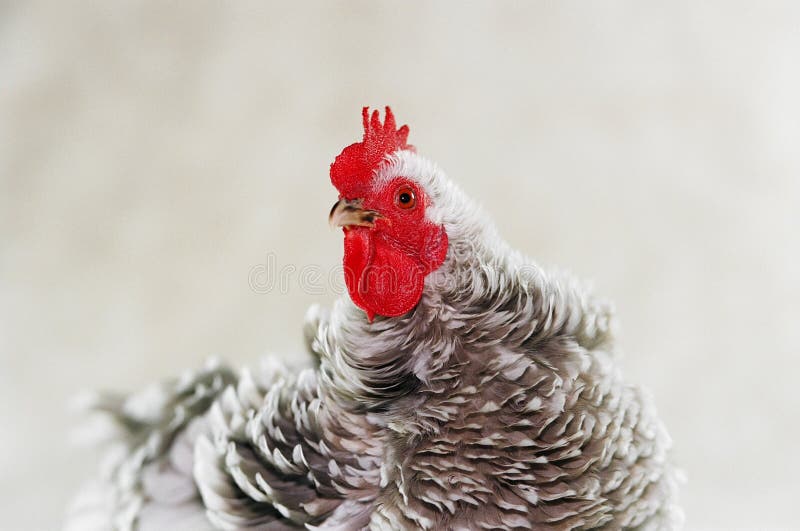 Huhn-Kopf stockbild. Bild von kopf, huhn - 8976031