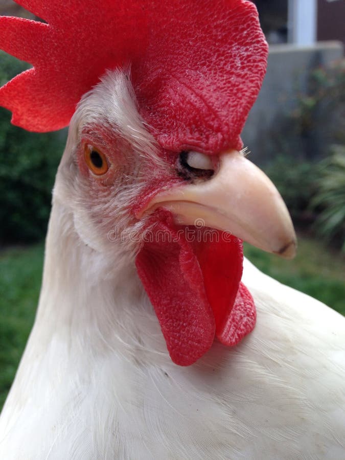 Huhn stockfoto. Bild von bauernhof, nave, federn, frisch - 46895136