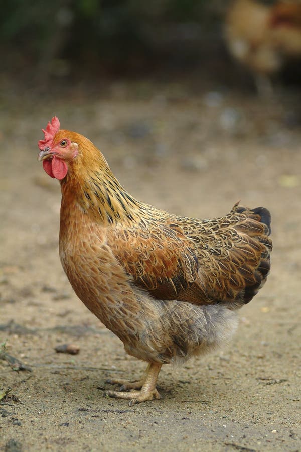Huhn stockbild. Bild von tier, huhn, feder, henne, landwirtschaft ...