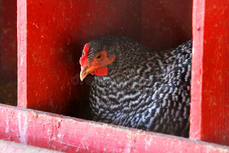 Huhn stockbild. Bild von tier, züchten, tiere, fleisch - 55115699