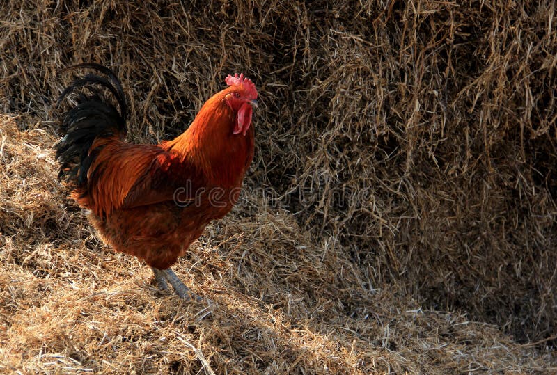 Huhn stockbild. Bild von feder, bauernhof, vieh, feld - 75739109