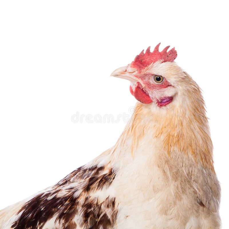 Weißes Huhn stockfoto. Bild von blick, weiß, inländisch - 31011644