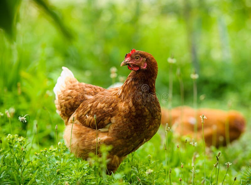 Huhn Auf Einem Bauernhof Hennen, Die Auf Einer Grünen Wiese Weiden ...