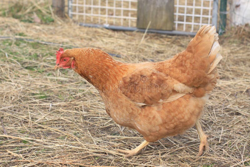 Huhn in der Natur stockfoto. Bild von asiatisch, scheitel - 39626004