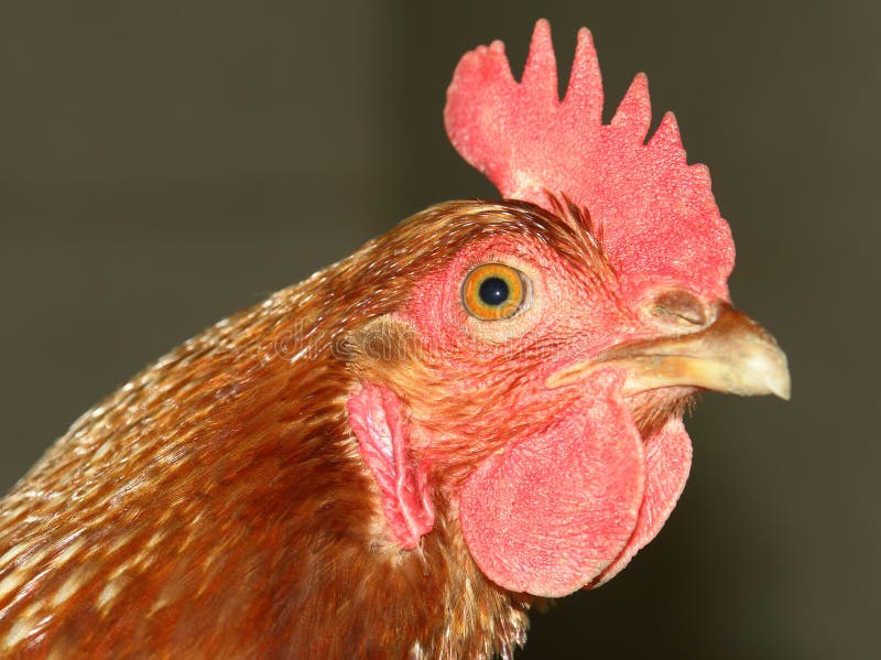 Huhn-Henne-Vieh stockbild. Bild von insel, bauernhof, abschlu - 5183775