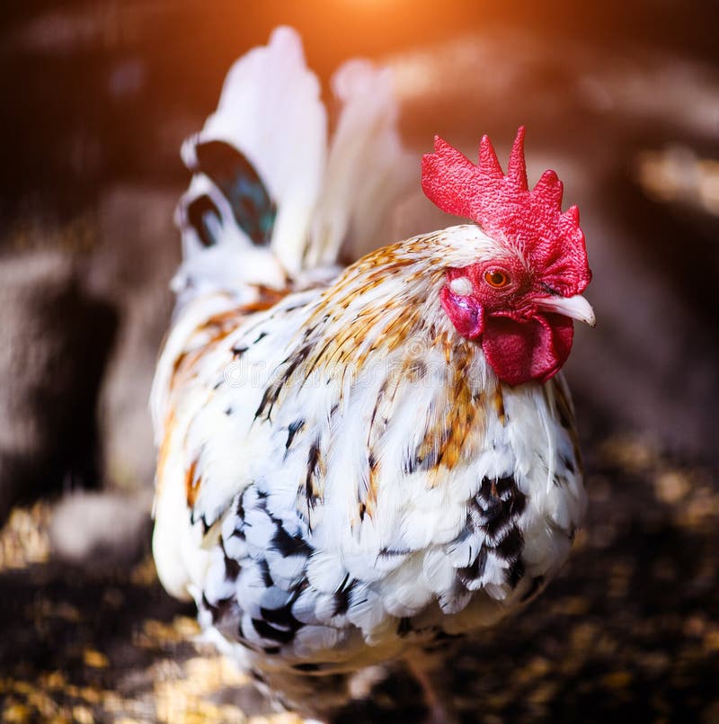 Huhn und Hahn stockbild. Bild von vögel, henne, bauernhof - 17390871