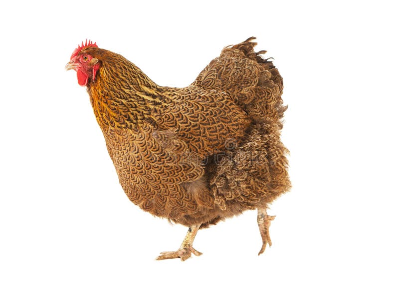 Huhn Archivbilder - Abgabe des Download-672,854 geben Fotos frei