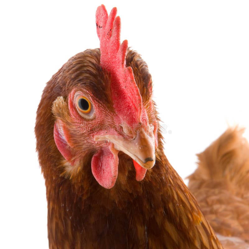 Huhn Hen Portrait stockbild. Bild von porträt, zweig - 43952575