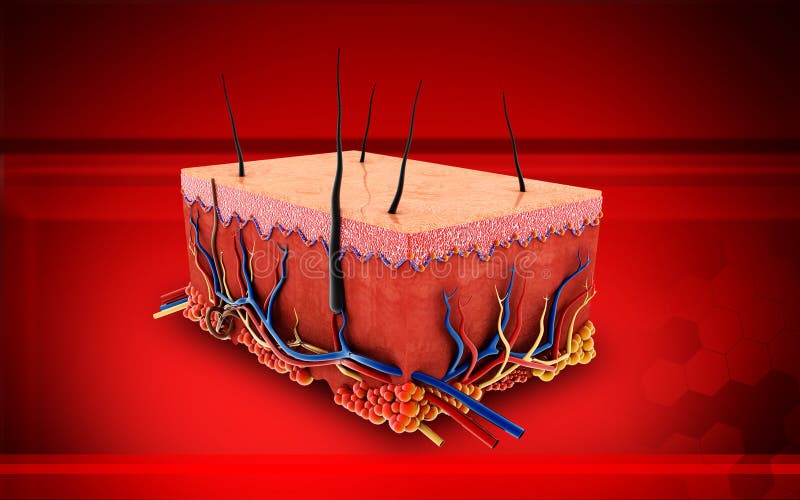 Huidlagen stock illustratie. Illustration of zenuwen - 35208934
