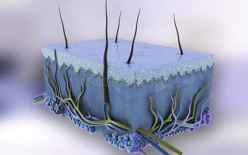 De Menselijke Dwarsdoorsnede Van De Huidanatomie Stock Illustratie ...