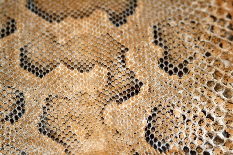 Huid (Leer) Van Gelooide Hagedis (gehard). Stock Afbeelding - Image of ...