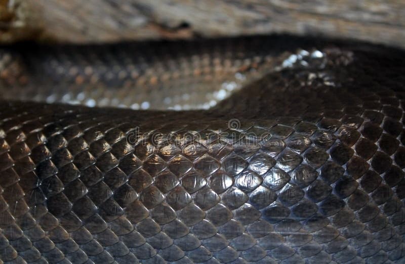 Huidtextuur Van De Boomboa Van Madagascar Redactionele Foto - Image of ...