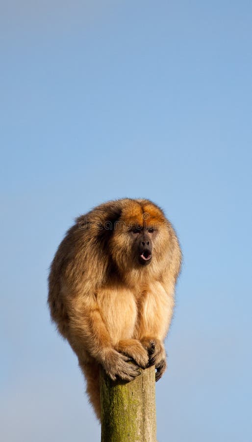 Brulaap stock afbeelding. Image of kanon, wild, schommeling - 17913457