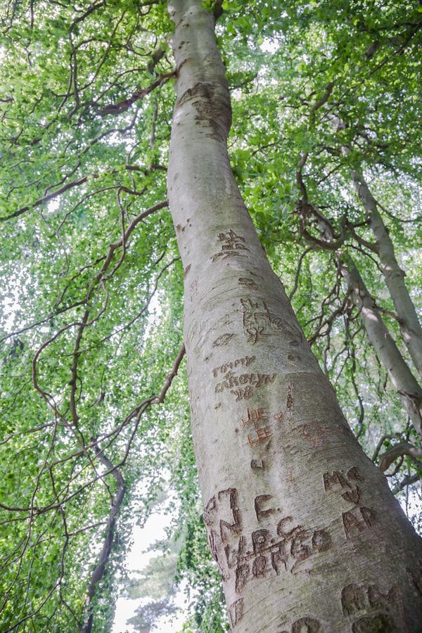 De Huilende Boom Van De Beuk Stock Afbeelding - Afbeelding bestaande ...