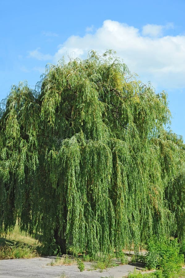 Huilende wilg stock foto. Image of landschap, gras, park - 33044288