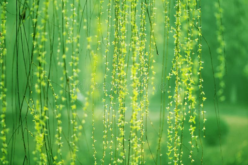 Huilende wilgen stock foto. Image of china, installatie - 4614024