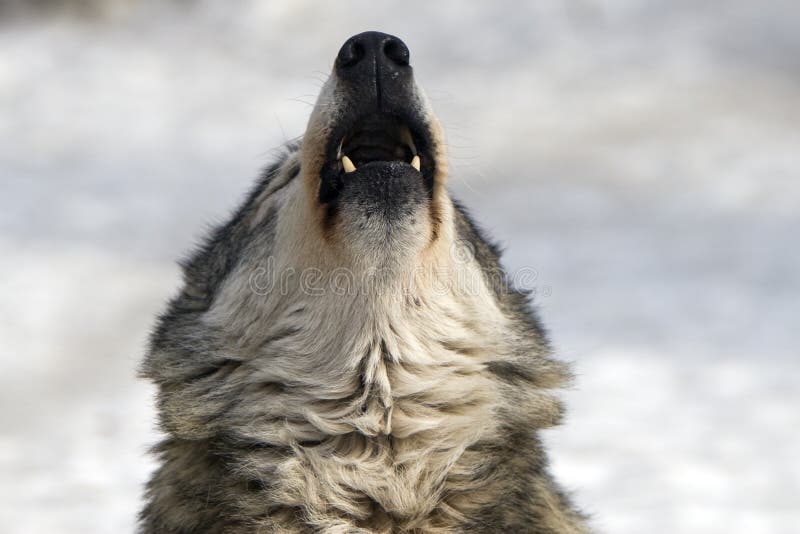 Jongen met huilende wolf stock afbeelding. Image of kind - 5213279