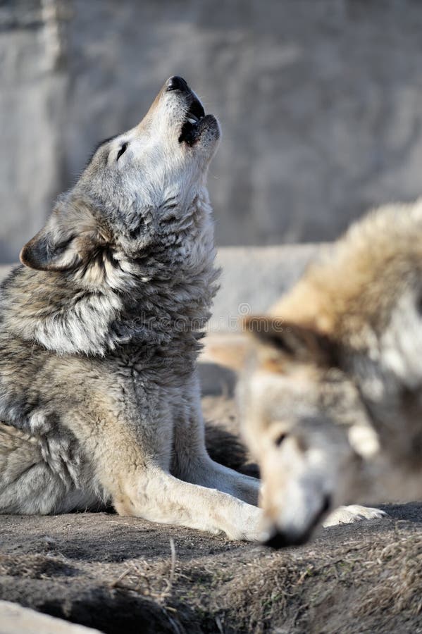 Jongen met huilende wolf stock afbeelding. Afbeelding bestaande uit ...