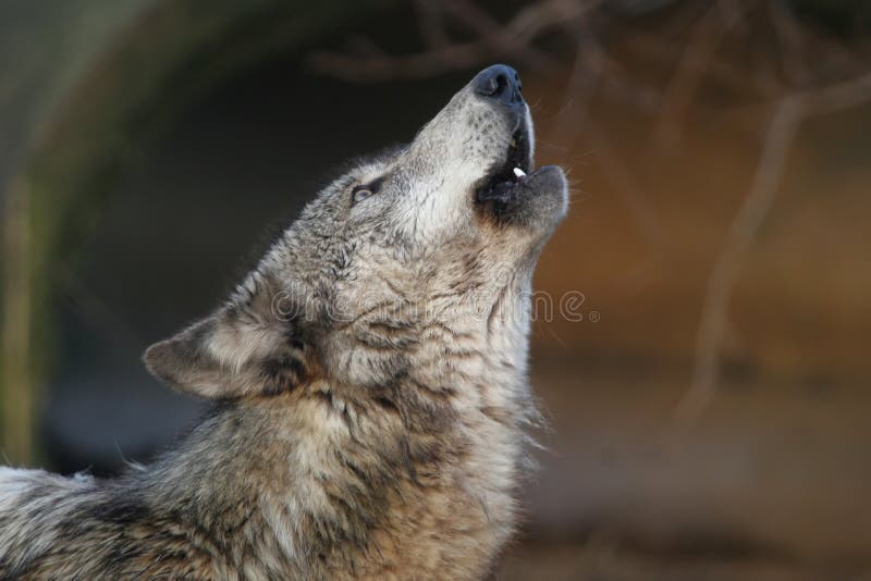 Wolf in het bos stock afbeelding. Image of slingeren - 118573259
