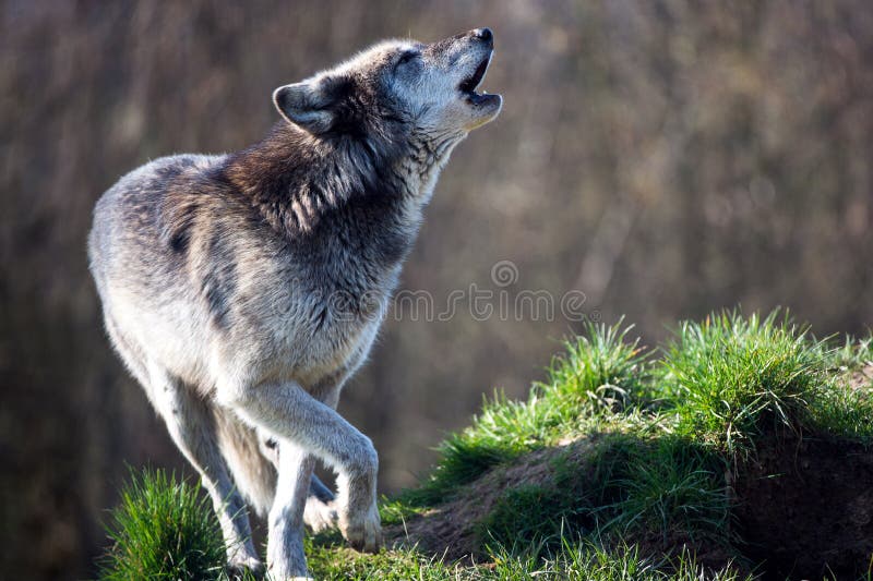 Huilende Wolf stock foto. Image of lupine, roofdier, dier - 39641118