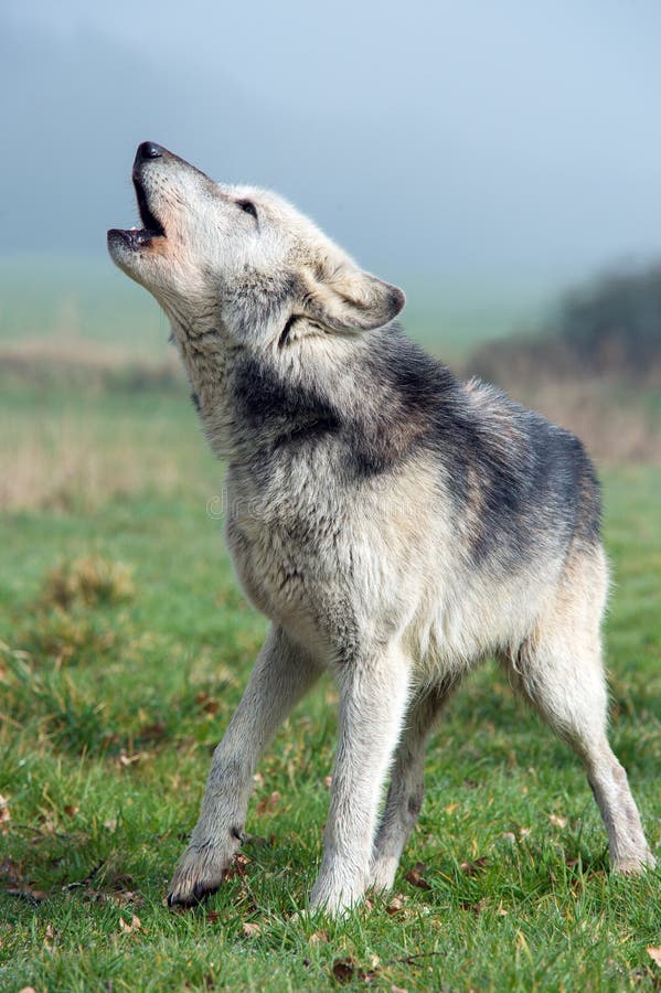 Huilende Wolf stock afbeelding. Image of roofdier, bont - 5213461