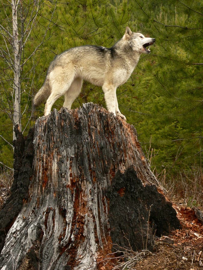 Huilende Wolf Op Boomstronk Stock Foto - Image of wild, gouden: 677986